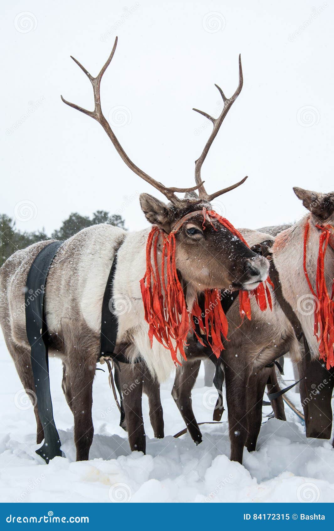 Reindeers in a team. stock image. Image of wildlife, adult - 84172315