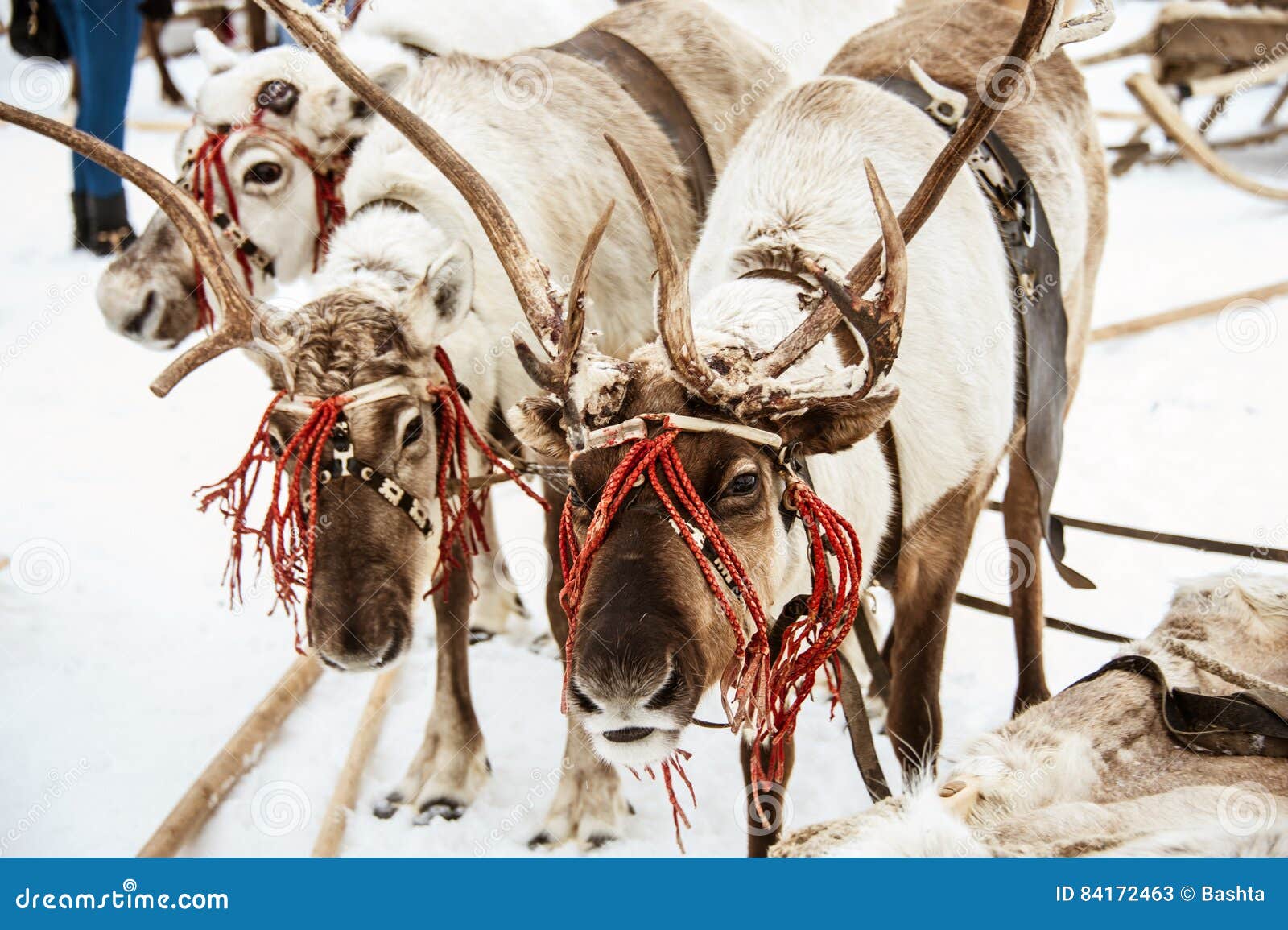 Reindeers in a team. stock image. Image of adult, natural - 84172463