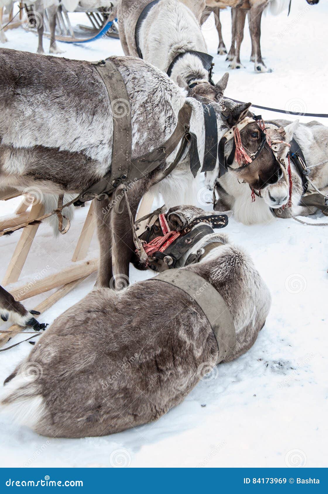 Reindeers in a team. stock image. Image of animal, wilderness - 84173969