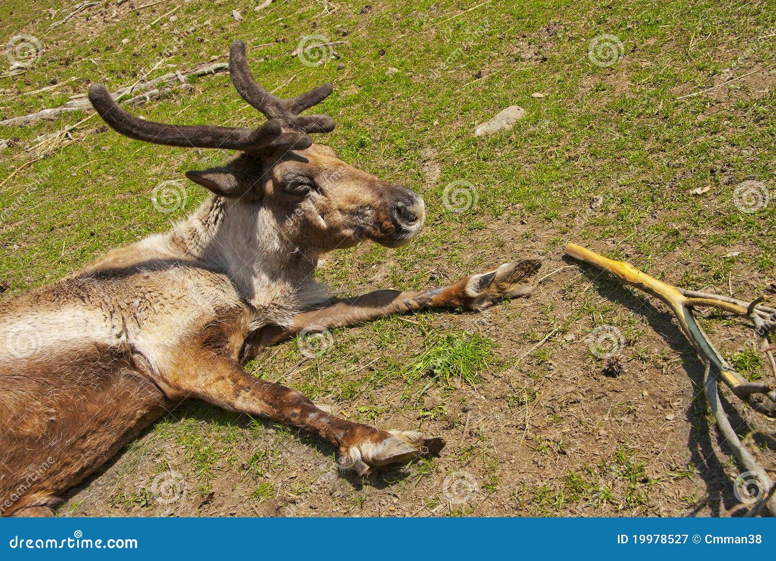 Reinder stock image. Image of beast, insulting, antlers - 19978527