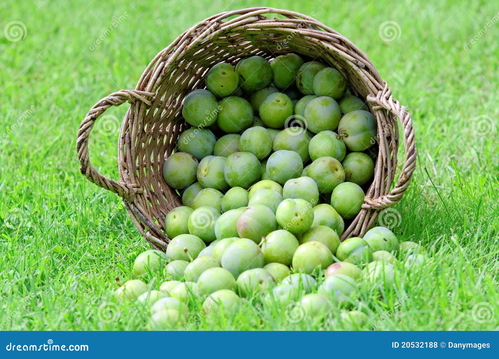 Reine-claude photo stock. Image du panier, organique - 20532188