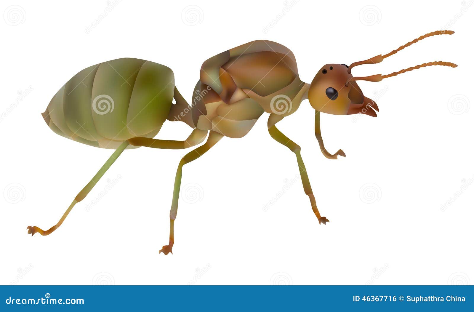 Reine rouge de fourmi illustration de vecteur. Illustration du détail ...