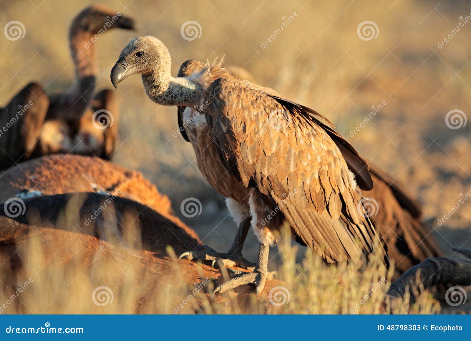 Reinigende Gieren Met Witte Rug Stock Afbeelding - Image of zitting ...