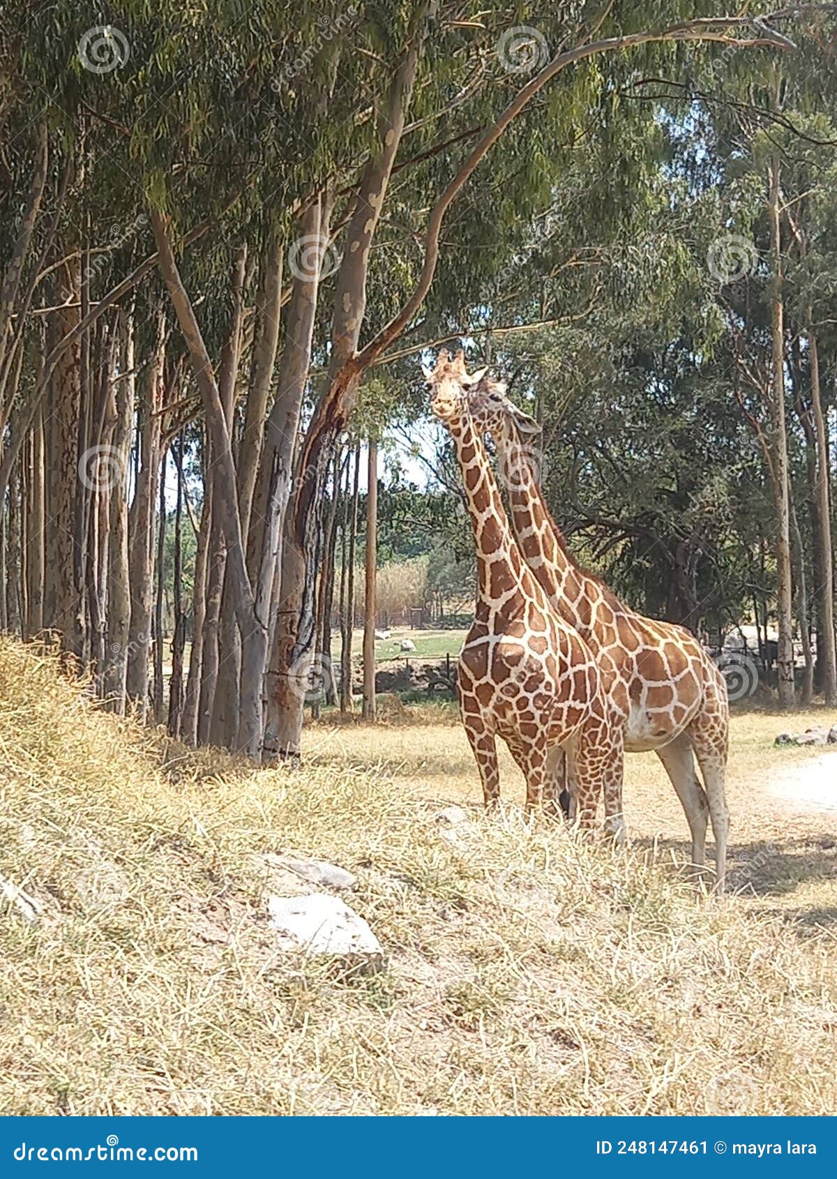 Reino de girafa zoo imagen de archivo. Imagen de reino - 248147461