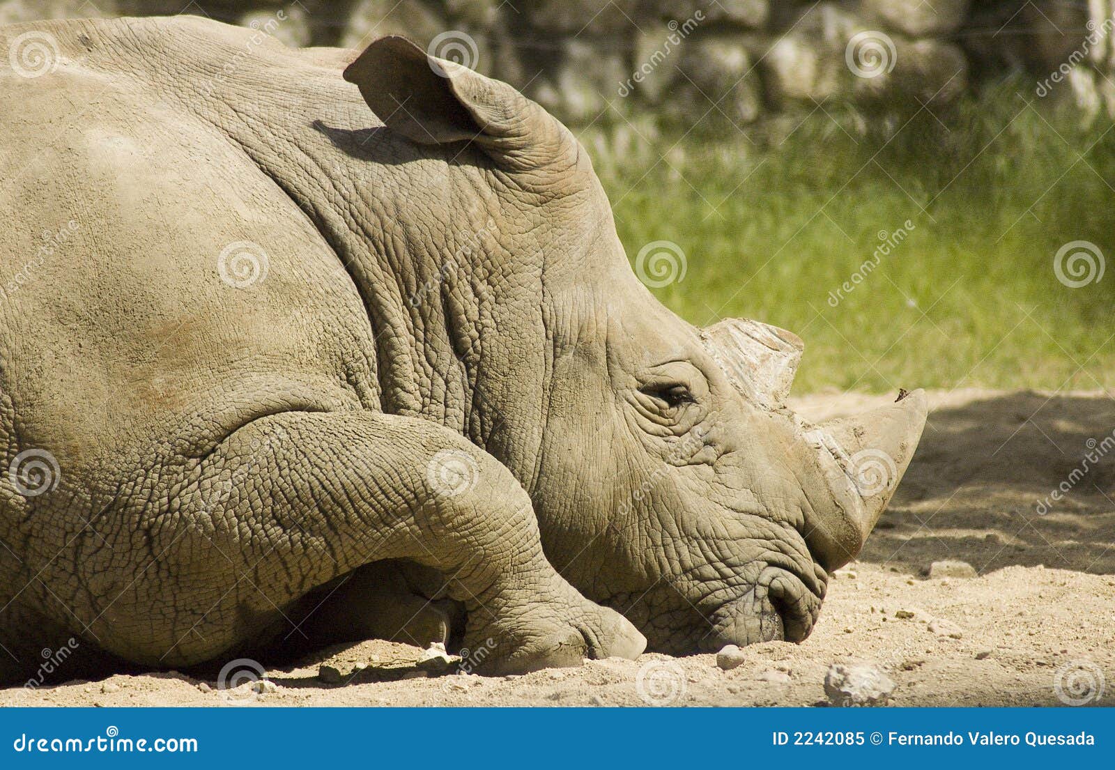 Reinoceronte stock image. Image of exotic, captivity, reinoceronte ...