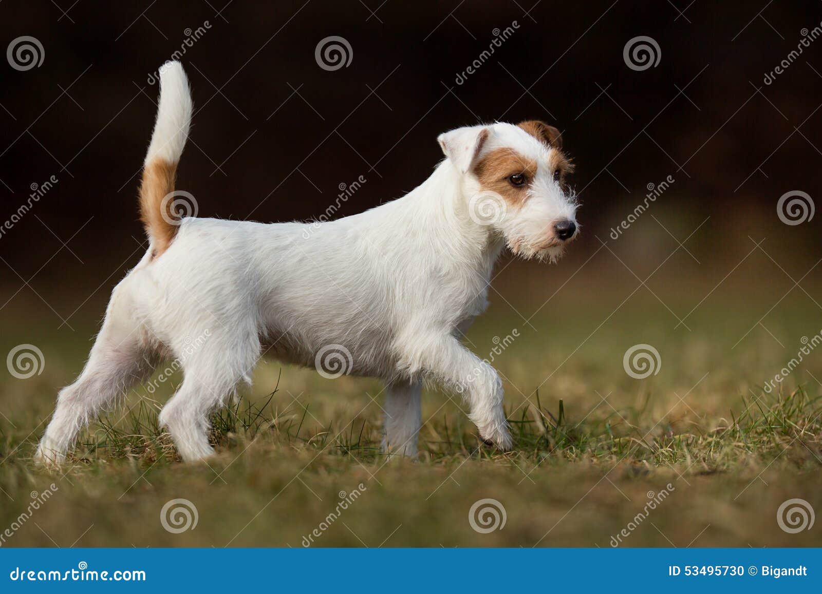 Reinrassiger Jack Russell Terrier-Hund Stockfoto - Bild von russell ...