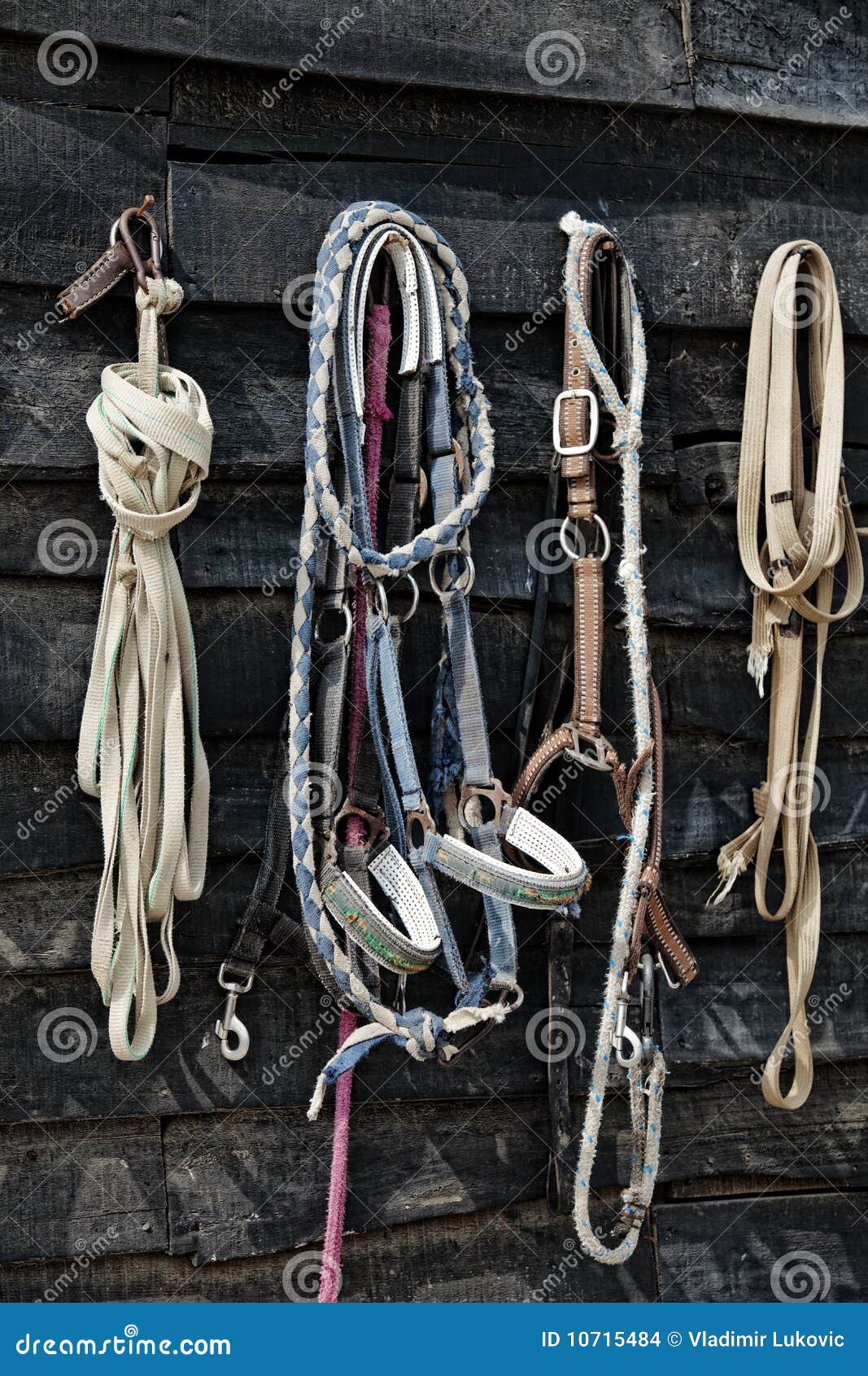 Reins stock photo. Image of rural, farm, scene, horse - 10715484