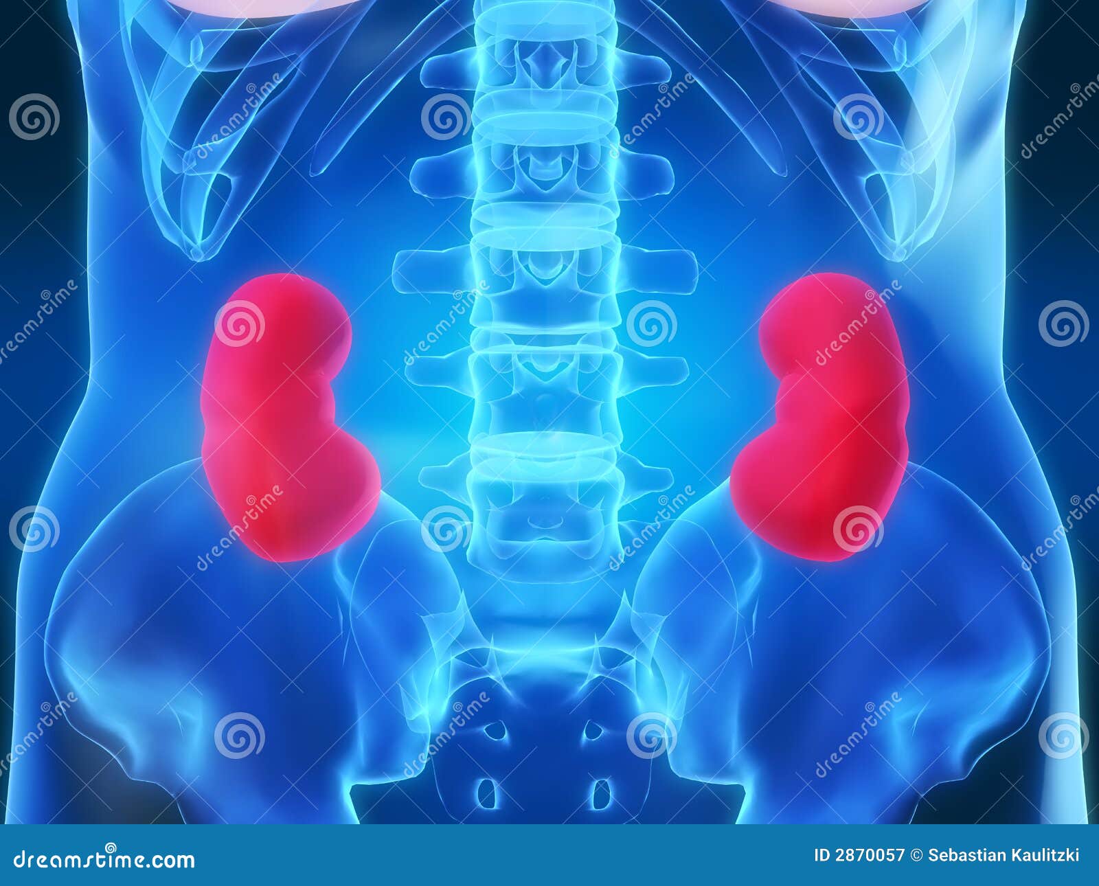 Reins illustration stock. Illustration du spinal, science - 2870057