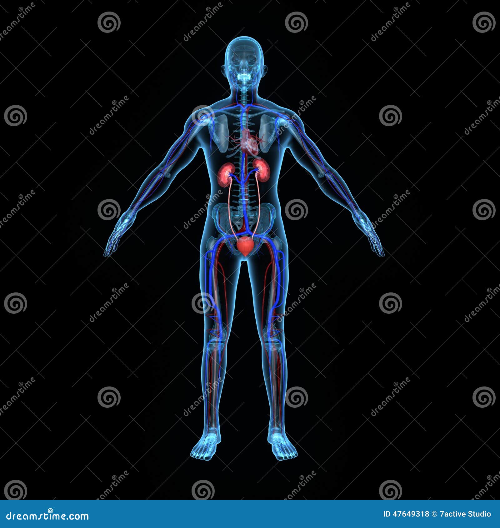 Reins illustration stock. Illustration du organes, vessie - 47649318