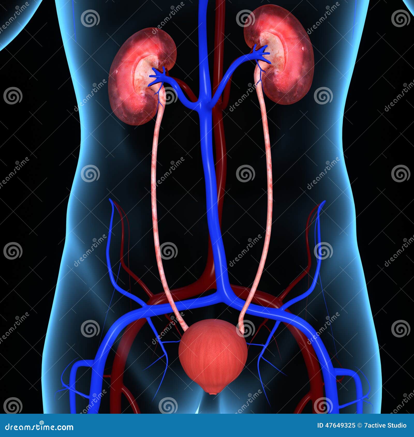 Reins illustration stock. Illustration du filtres, rein - 47649325