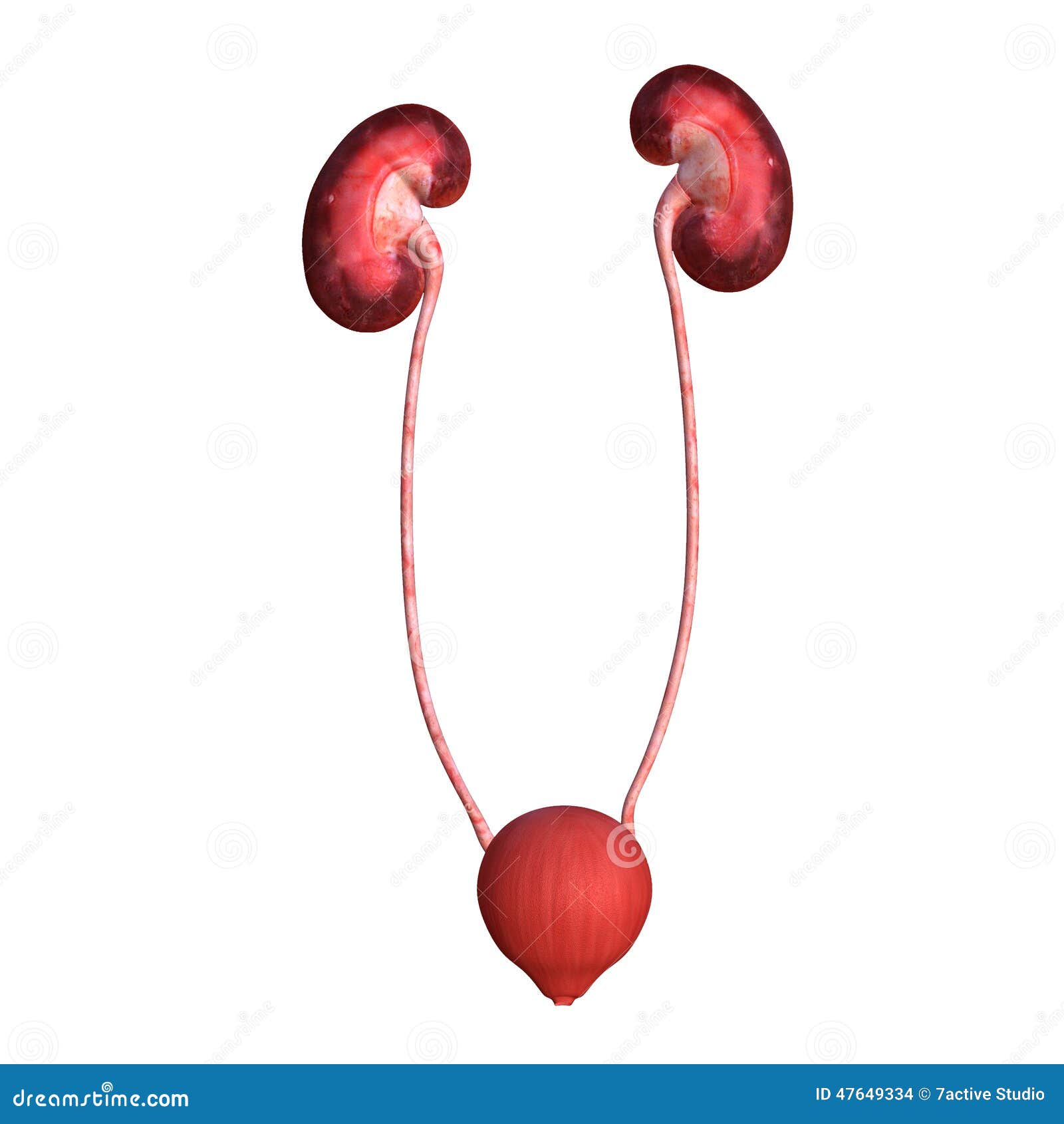 Reins illustration stock. Illustration du fuselage, backbone - 47649334