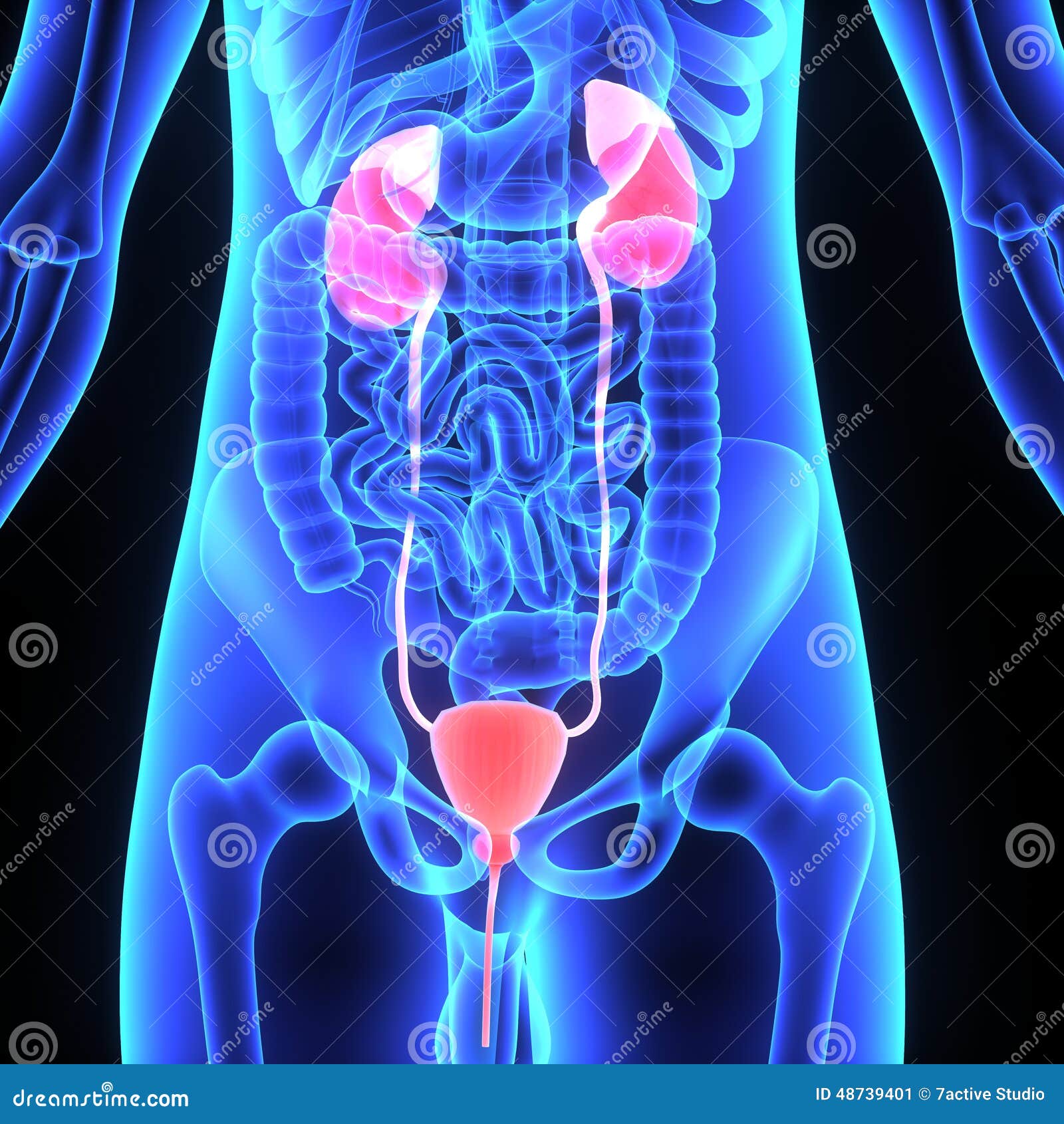 Reins illustration stock. Illustration du reins, biologie - 48739401