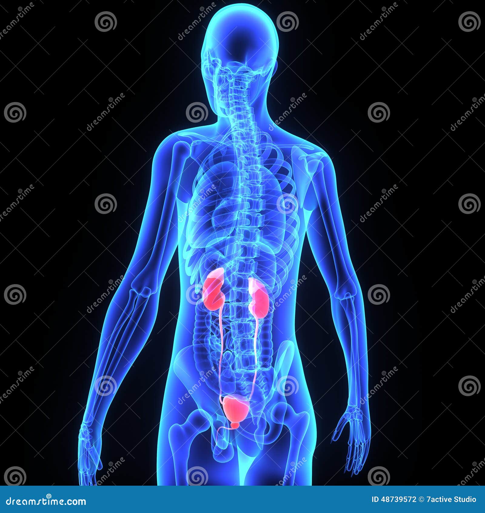 Reins illustration stock. Illustration du santé, capsule - 48739572