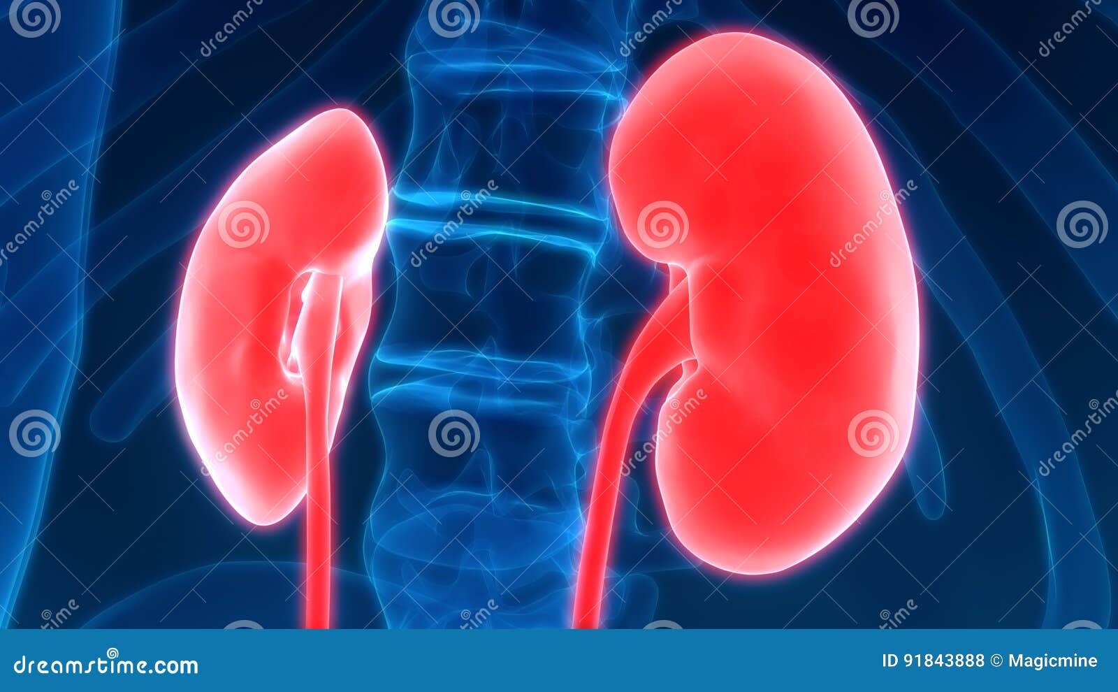 Reins D'organes De Corps Humain Illustration Stock - Illustration du ...