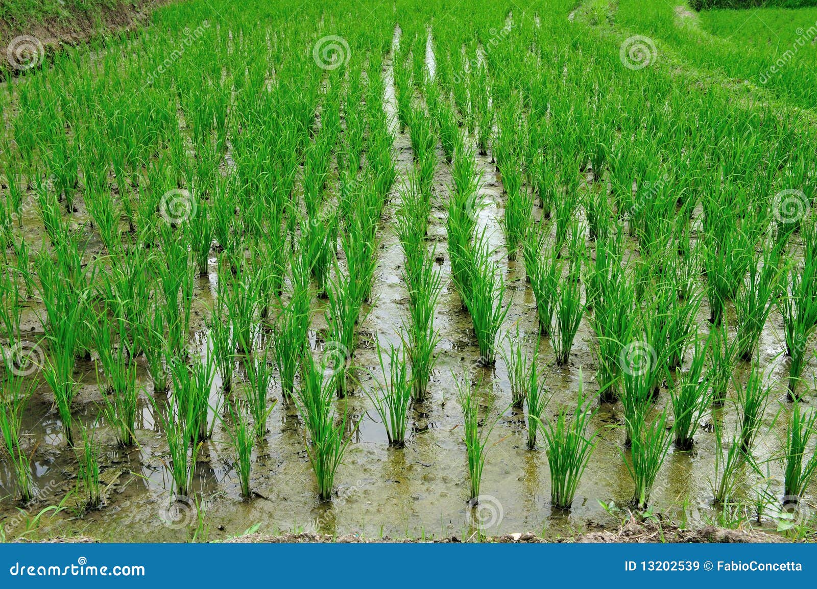 Reis stockbild. Bild von betrieb, hilfsmittel, land, felder - 13202539