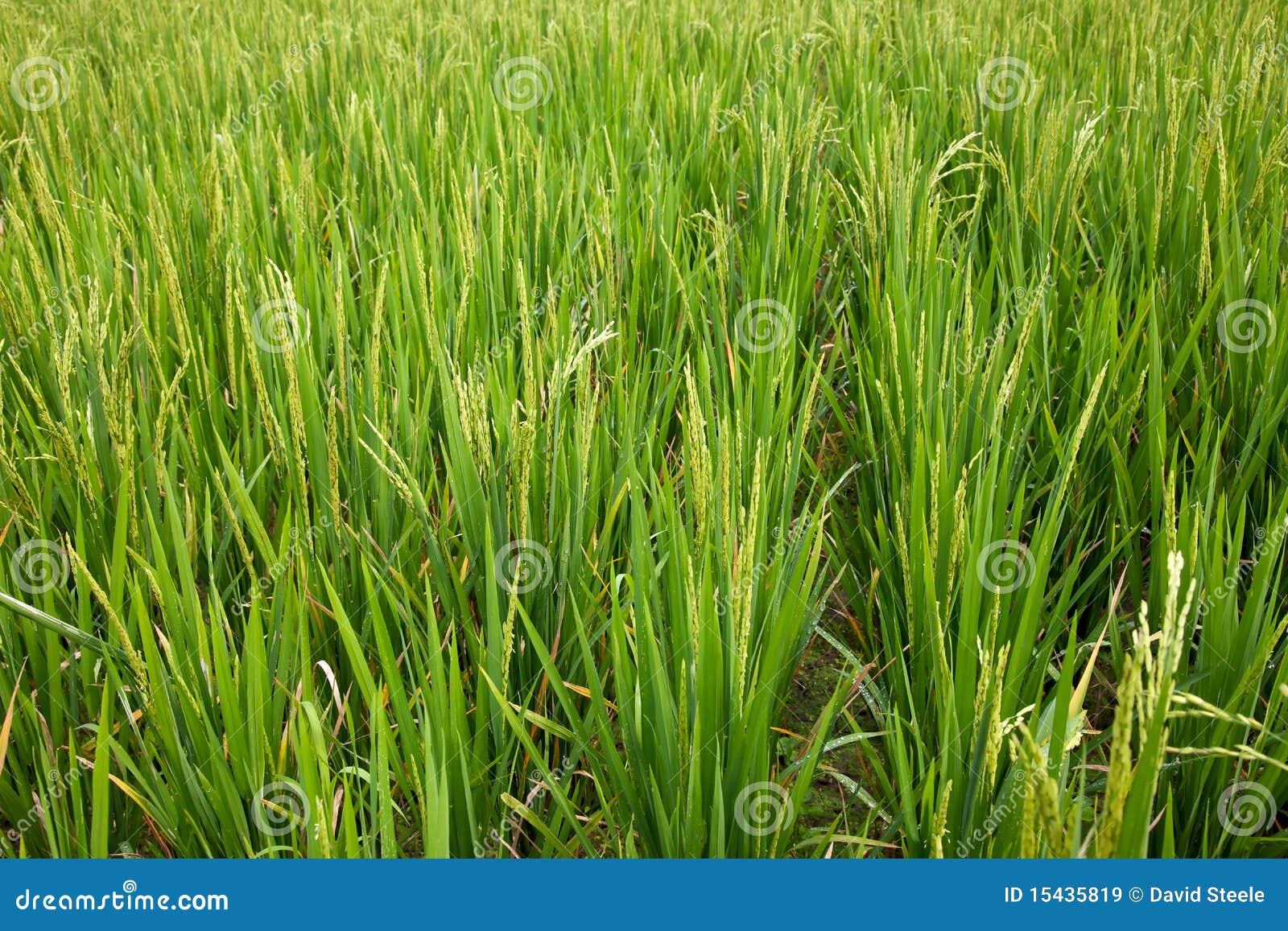 Reis-Bearbeitung stockbild. Bild von landwirtschaft, grün - 15435819