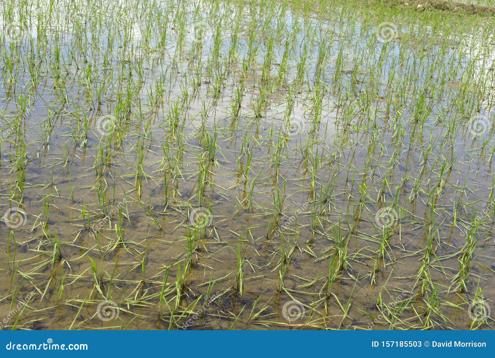 Reis, Der Auf Einem Paddy-Feld Angebaut Wird Stockbild - Bild von ...