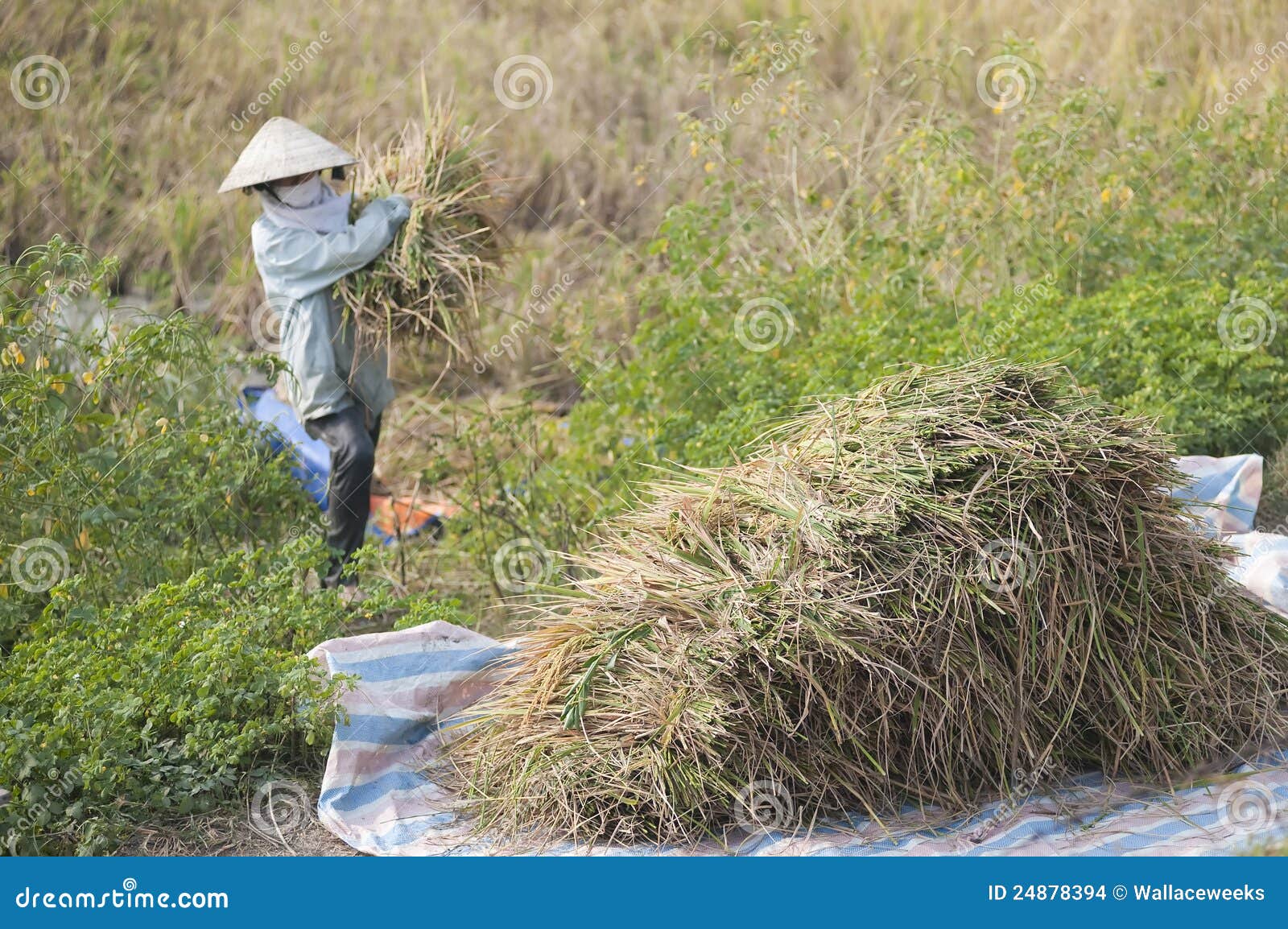 Reis-Ernte stockfoto. Bild von reis, nahrung, handel - 24878394