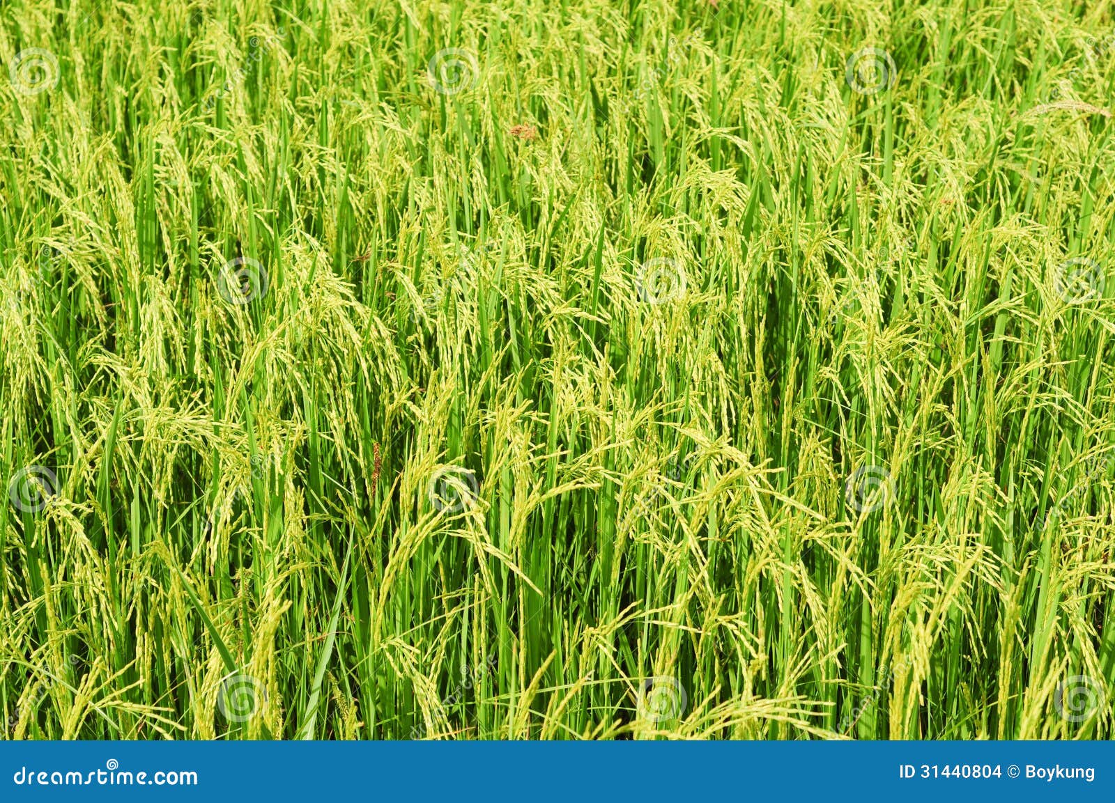 Reis-Feld stockfoto. Bild von gemüse, bauernhof, landwirtschaft - 31440804