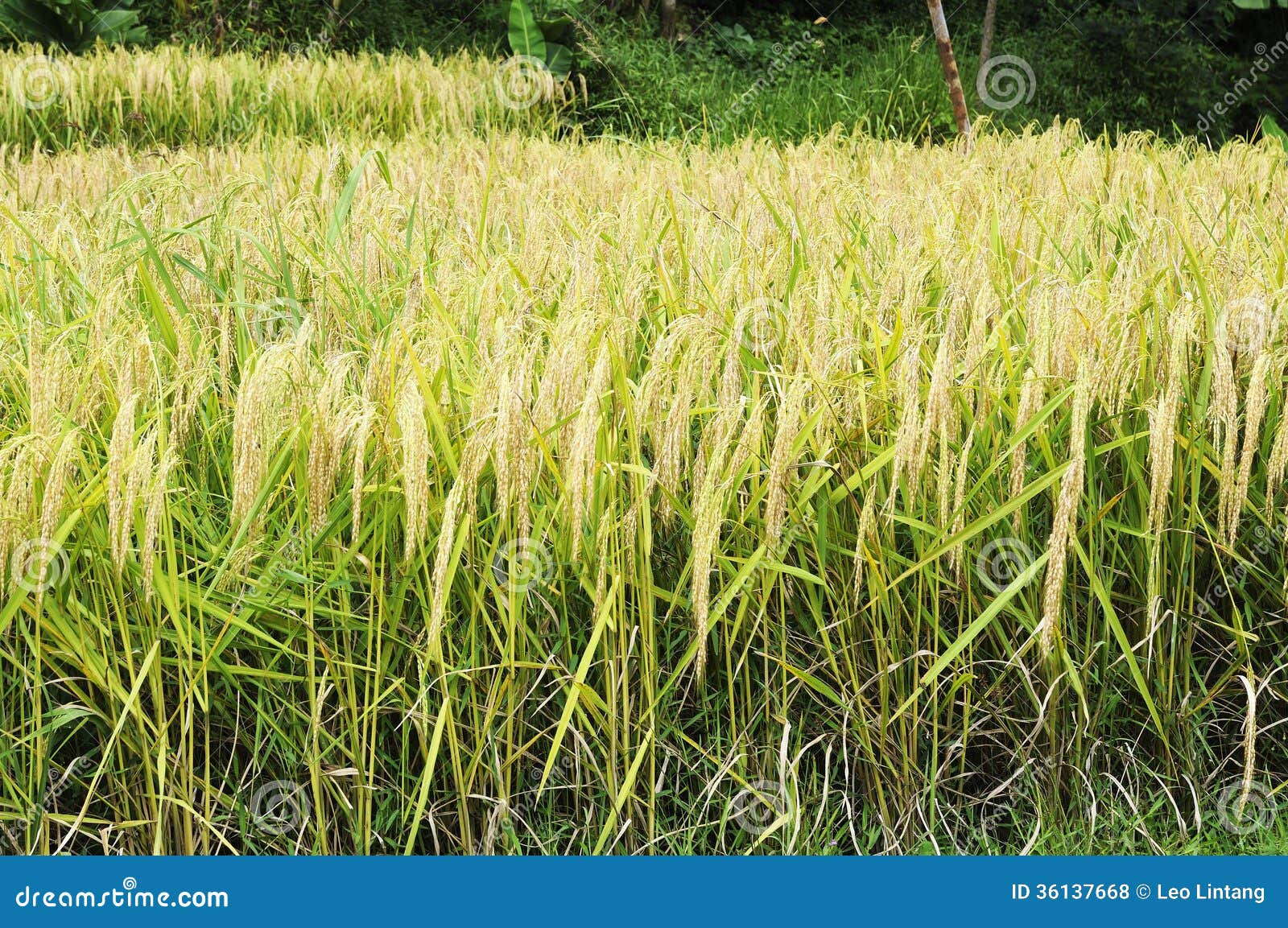 Reis-Feld stockfoto. Bild von korn, getreide, ernte, wachsen - 36137668