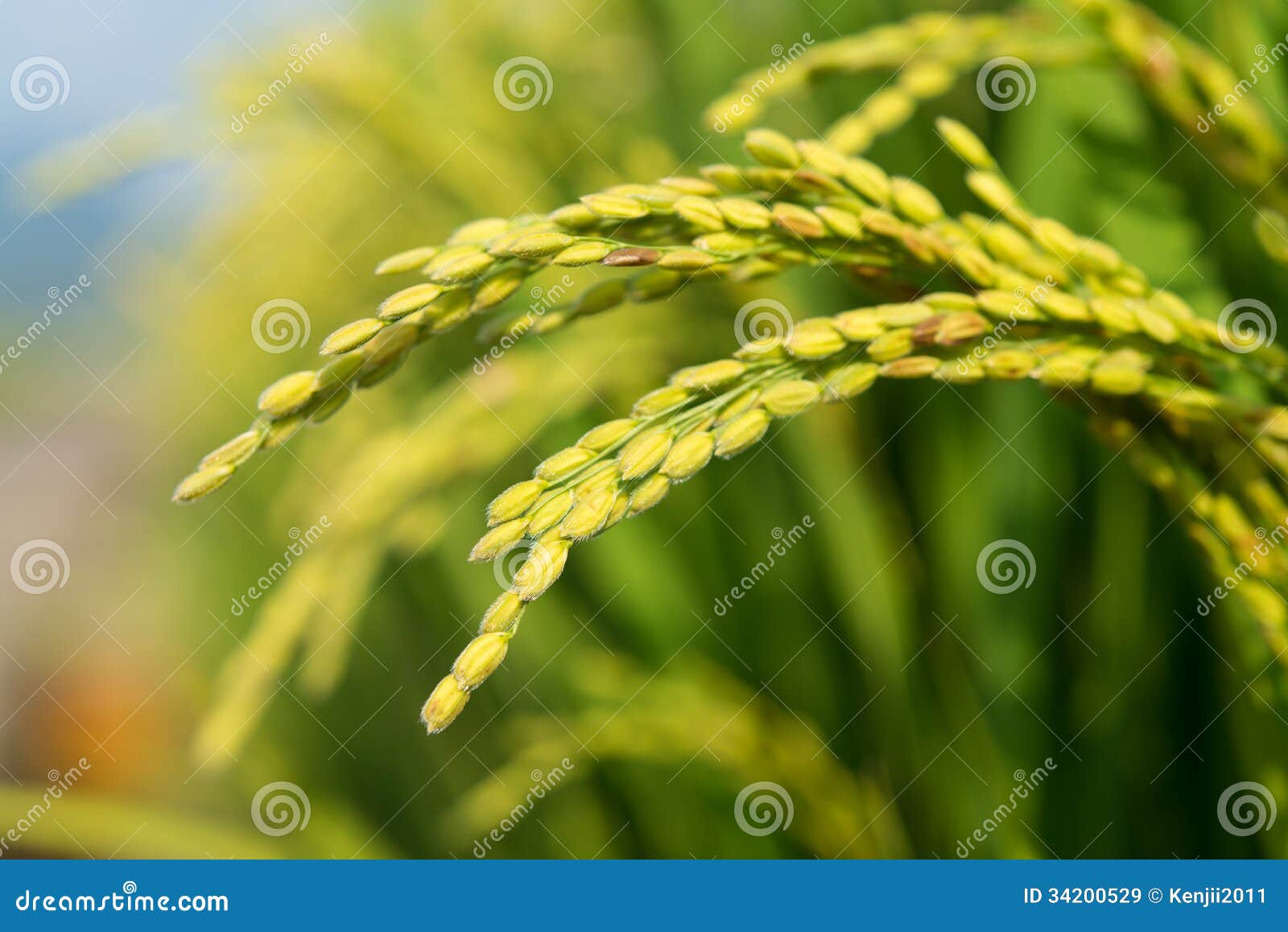 Reis reif stockbild. Bild von getreide, betrieb, herbst - 34200529