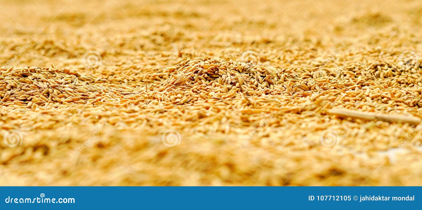 Reis Trocknet Auf Dach Aus Makro Stockbild - Bild von landwirtschaft ...