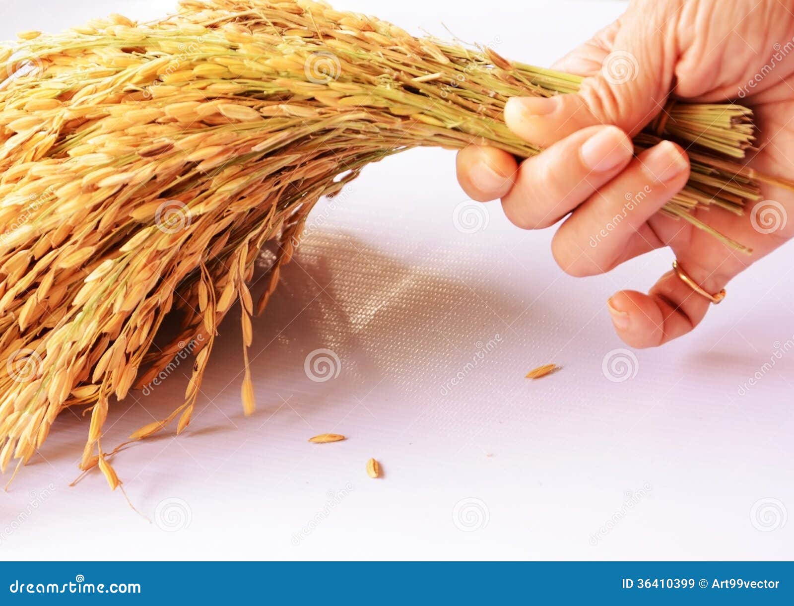 Reis und Hand stockbild. Bild von gold, hell, reis, schön - 36410399