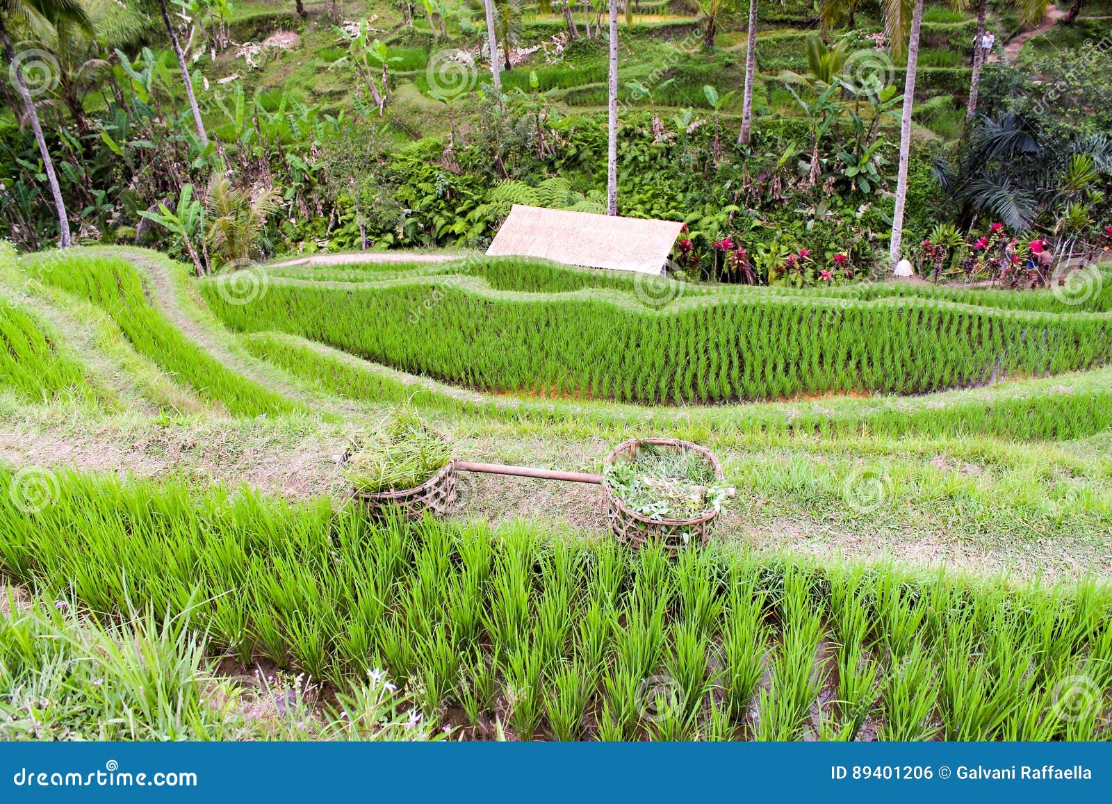 Reisanbau in Den Terrassen in Bali-Insel Stockfoto - Bild von nave ...