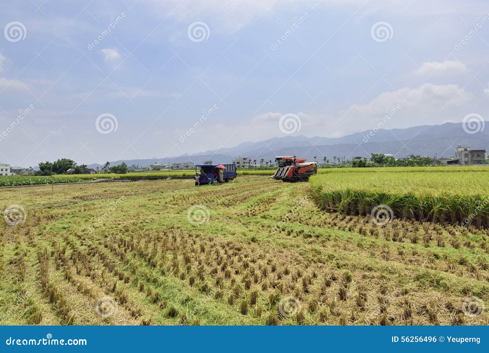 Reisernte redaktionelles foto. Bild von formosa, ernte - 56256496