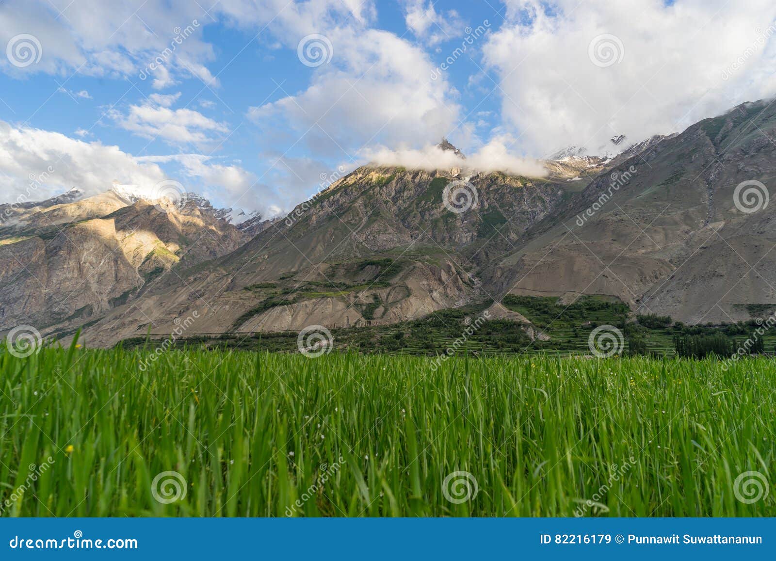 Reisfeld an Askole-Dorf, K2 Wanderung, Pakistan Stockbild - Bild von ...