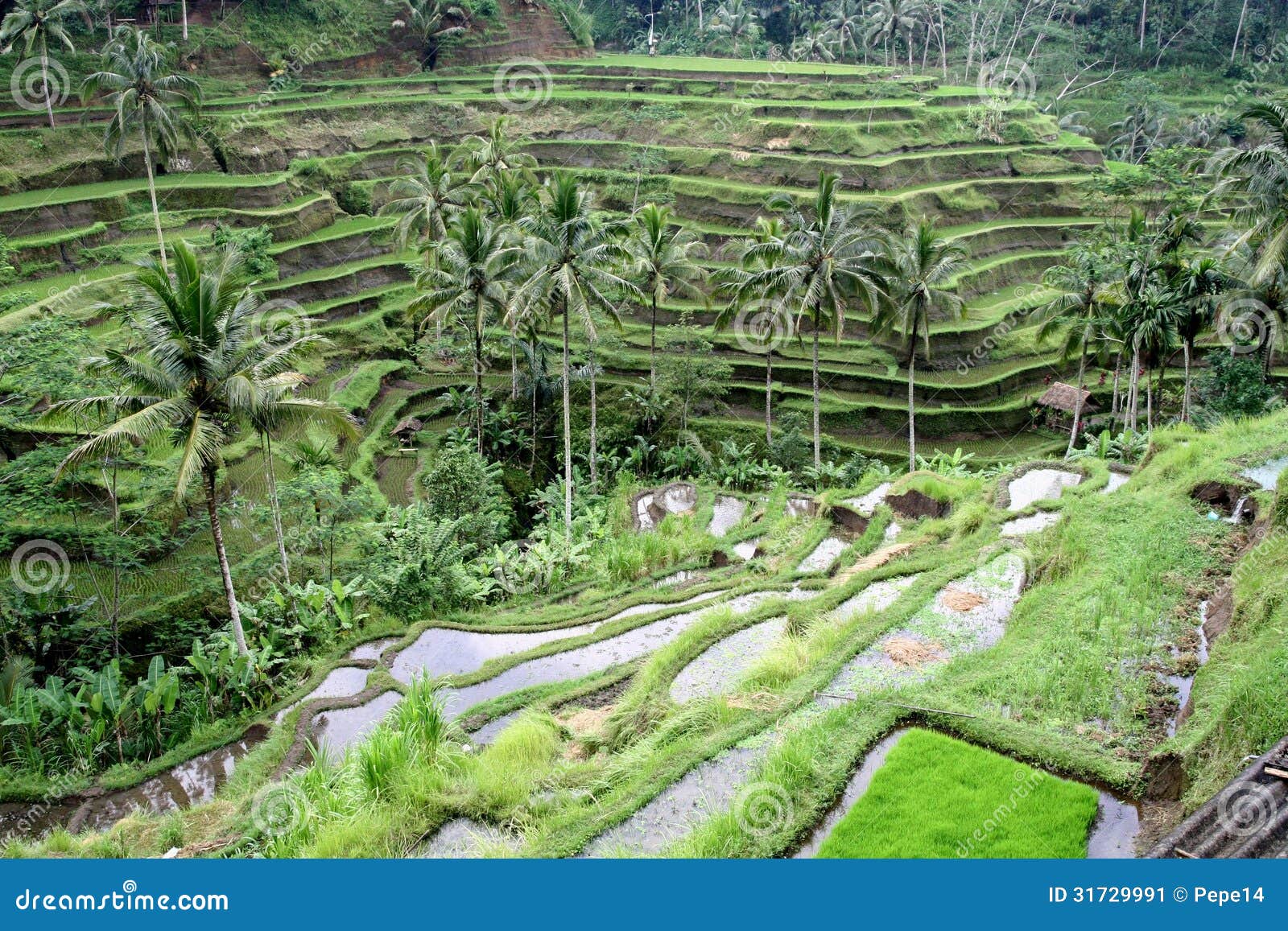 Reisfelder in Bali stockbild. Bild von grün, reis, terrassen - 31729991