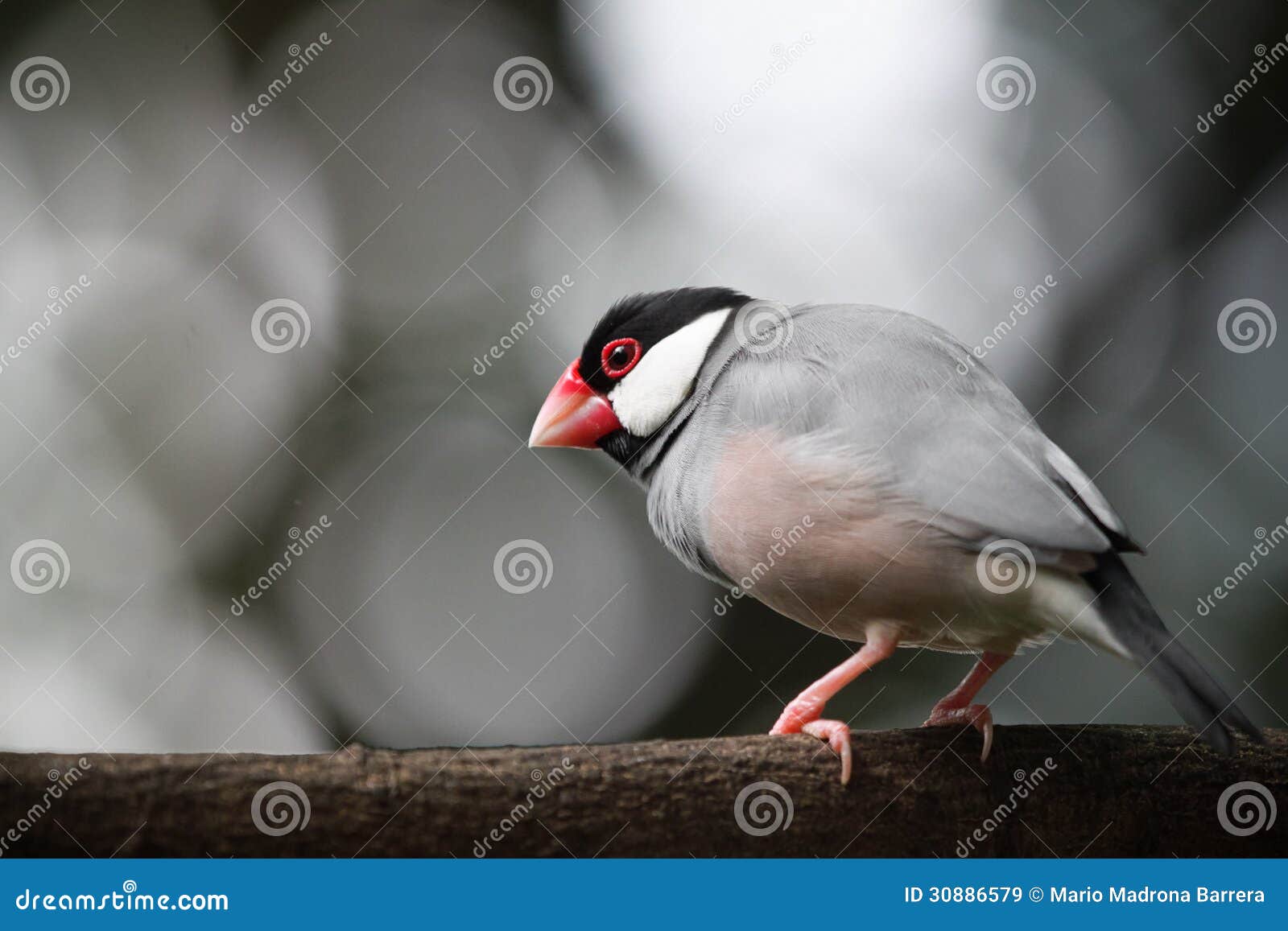 Reisfink stockbild. Bild von baum, schön, feder, schönheit - 30886579