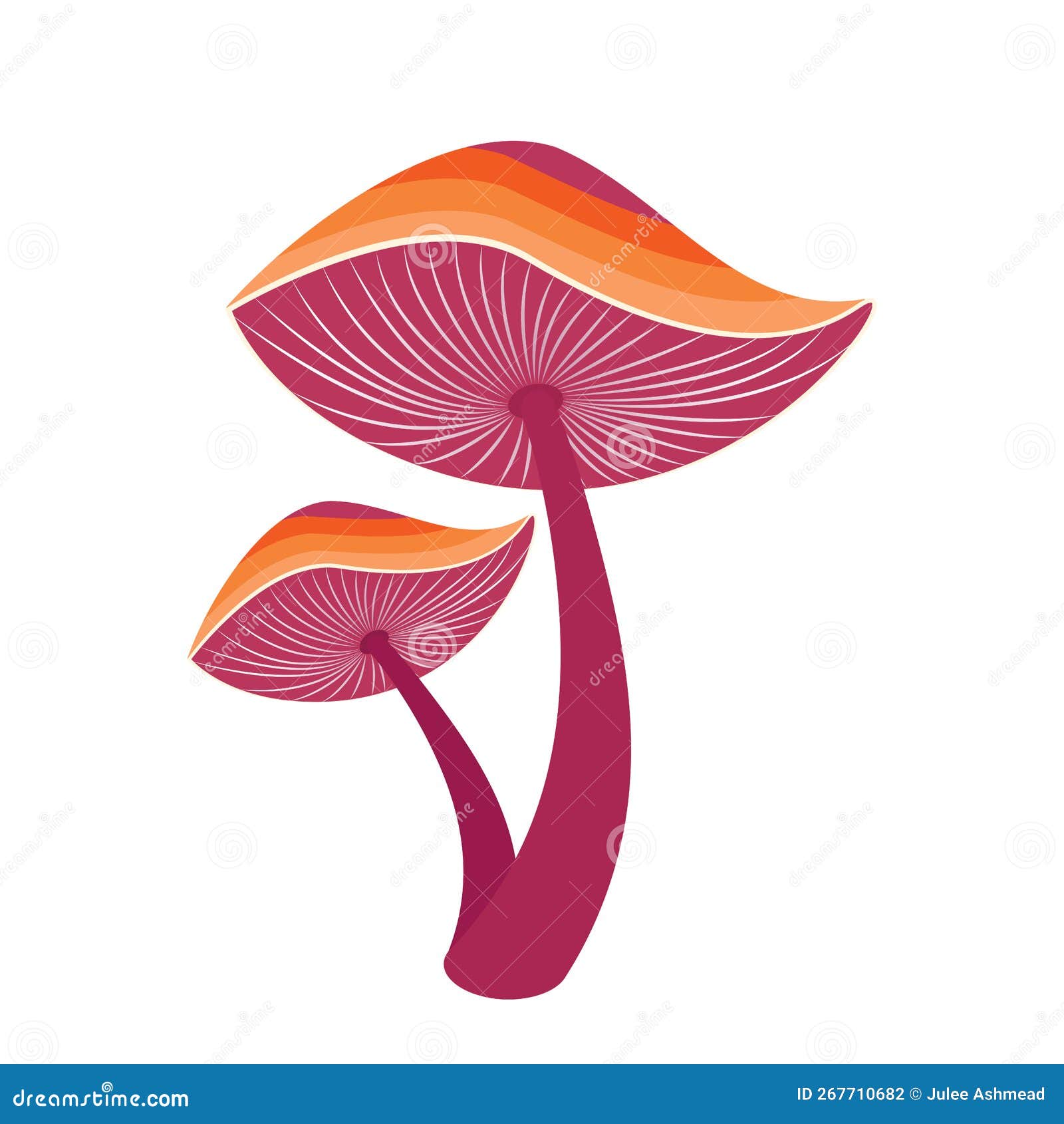 Reishi Ganoderma Lingzhi Mushroom Vector Illustration Stock Vector ...