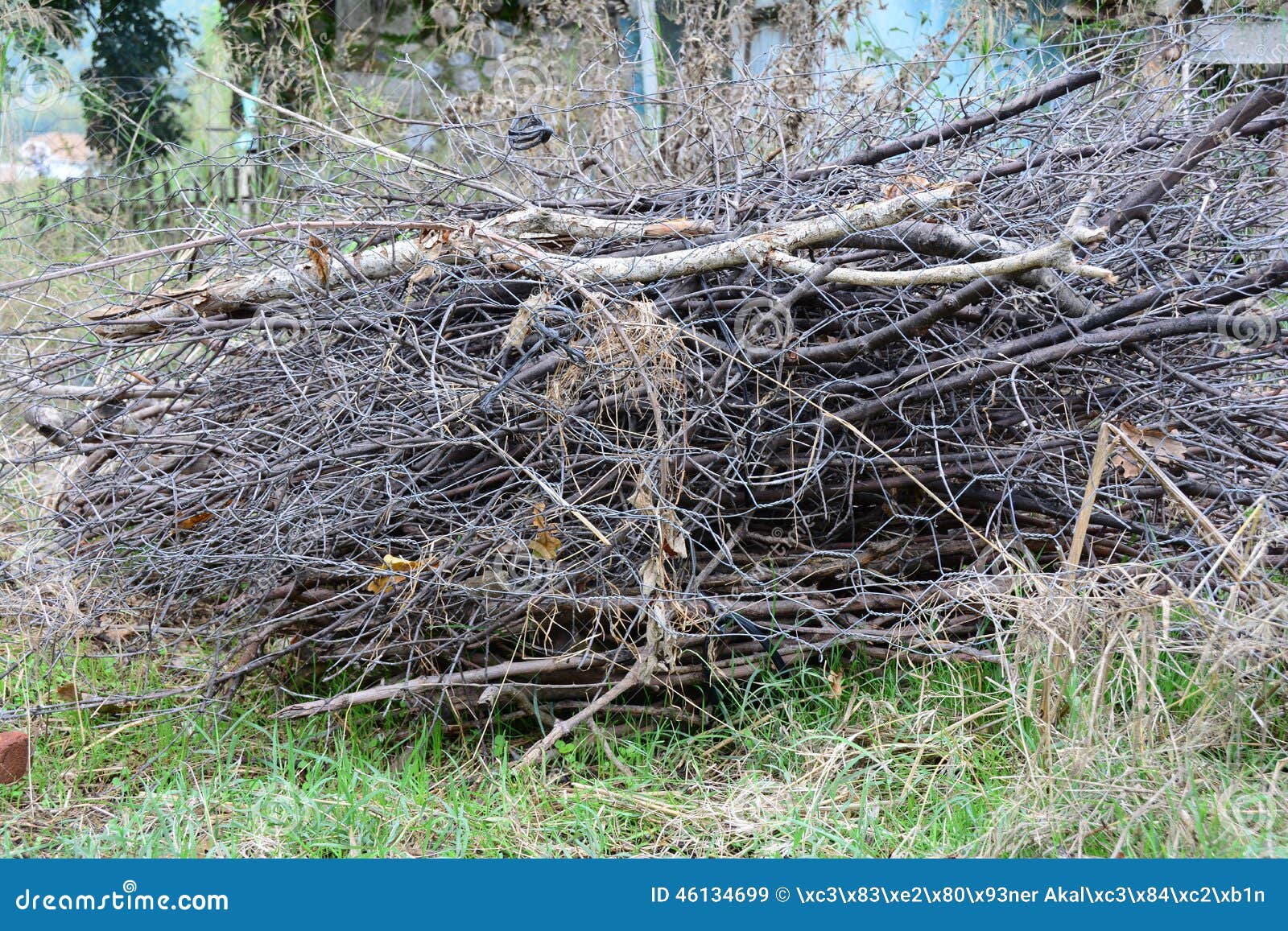 Reisig Stockfoto - Bild: 46134699