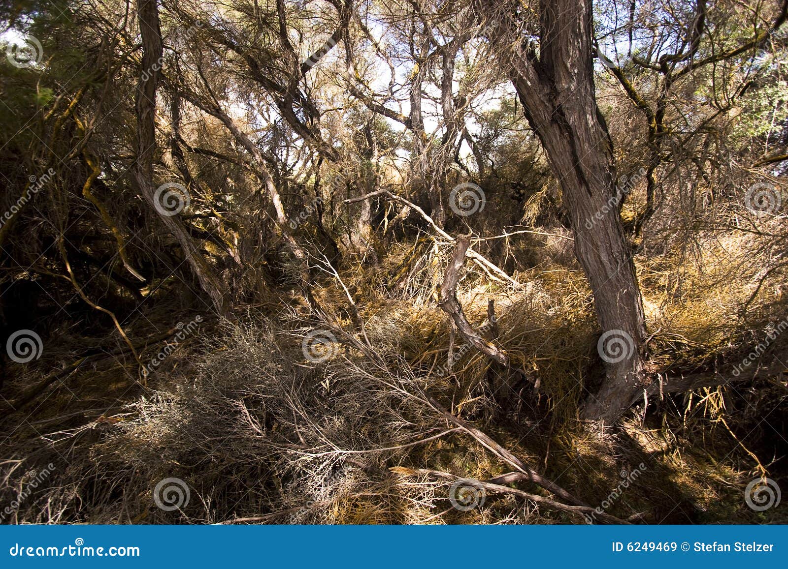 Reisig stockbild. Bild von reisig, blau, betrieb, grün - 6249469