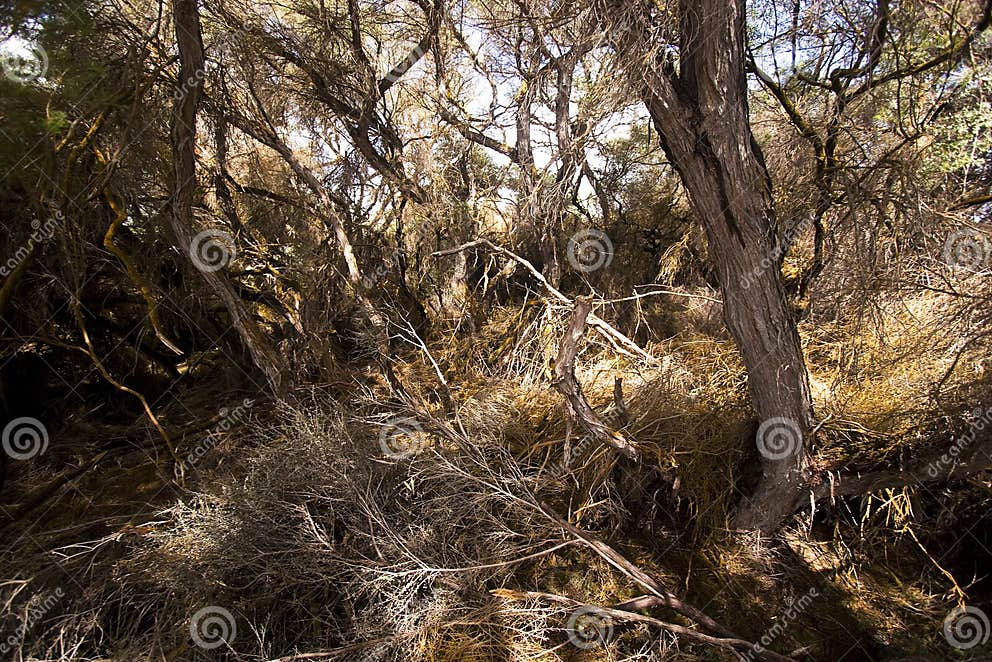 Reisig stockbild. Bild von reisig, blau, betrieb, grün - 6249469