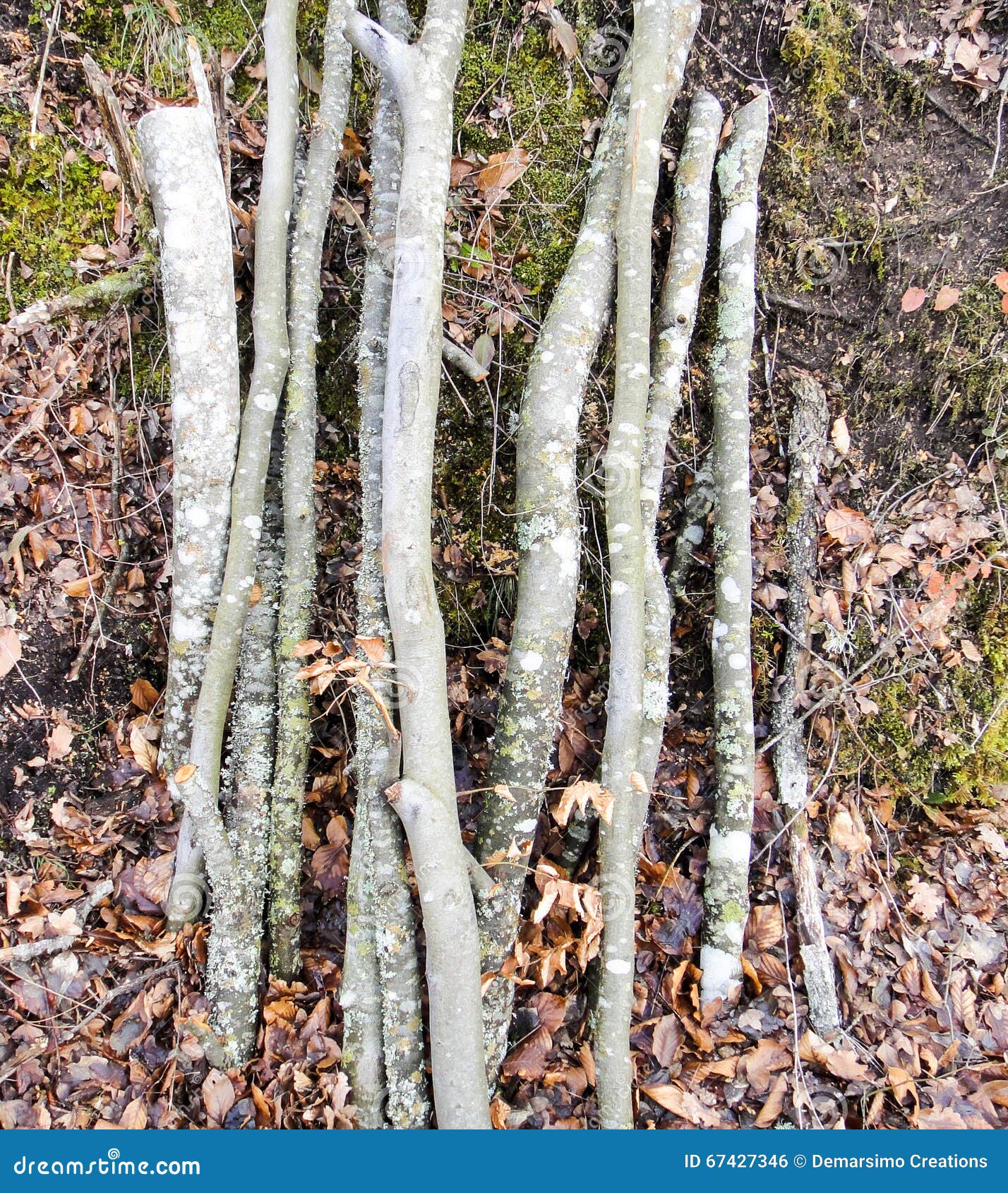 Reisig stockfoto. Bild von bosnisch, wald, nave, reisig - 67427346