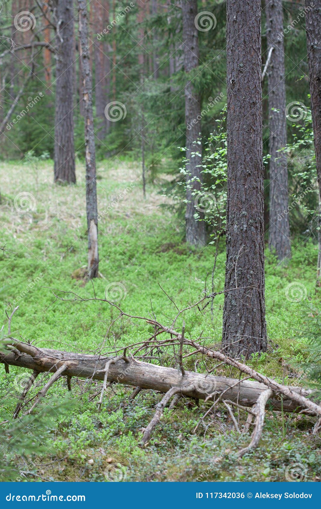 Reisig im Kiefernwald stockfoto. Bild von halbinsel - 117342036