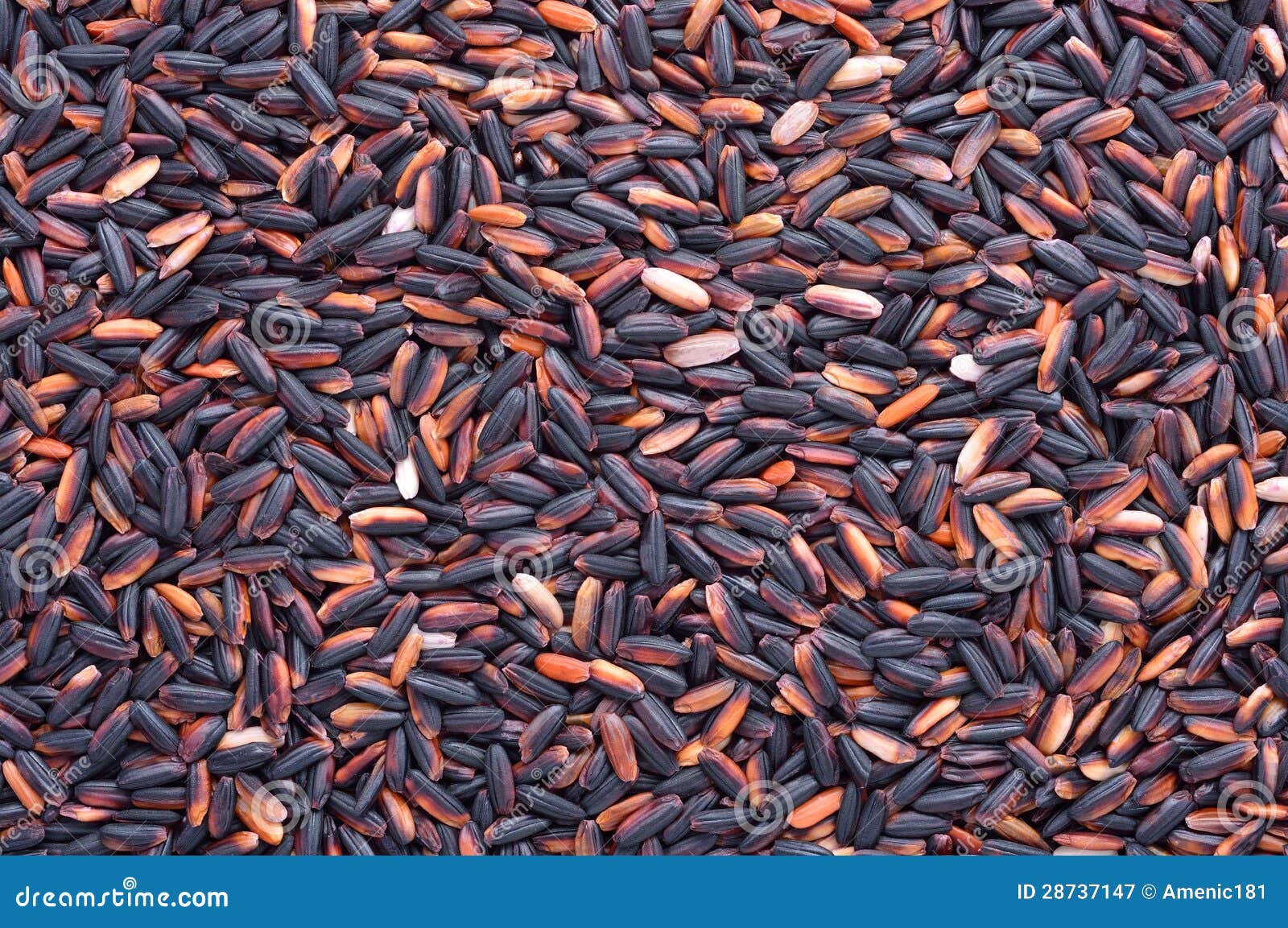 Reiskorn stockbild. Bild von jasmin, nave, klebrig, bauernhof - 28737147