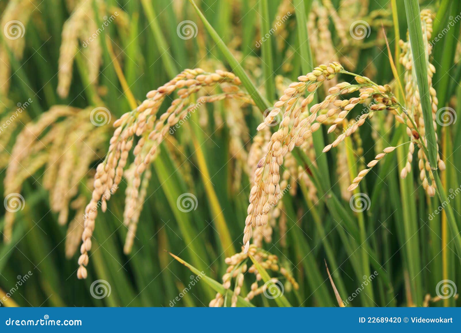 Reispflanze stockfoto. Bild von pflegen, nahaufnahme - 22689420