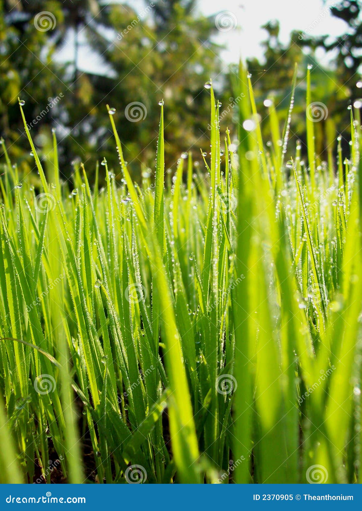 Reispflanze stockbild. Bild von nahrung, betrieb, bewirtschaften - 2370905