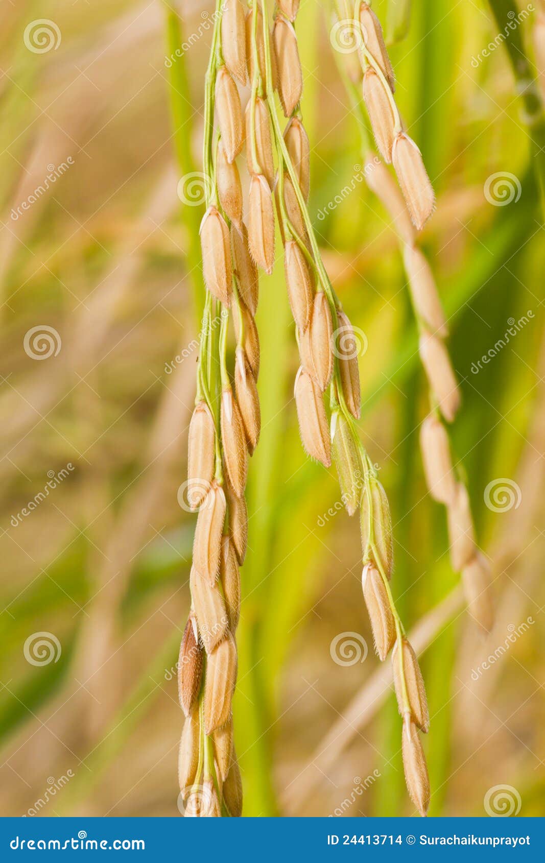 Reispflanze stockfoto. Bild von sonderkommando, feld - 24413714