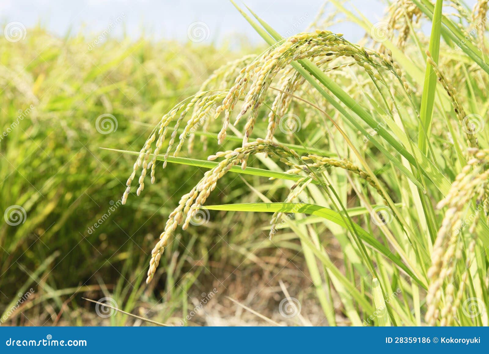 Reispflanze stockfoto. Bild von szenisch, feld, gräser - 28359186
