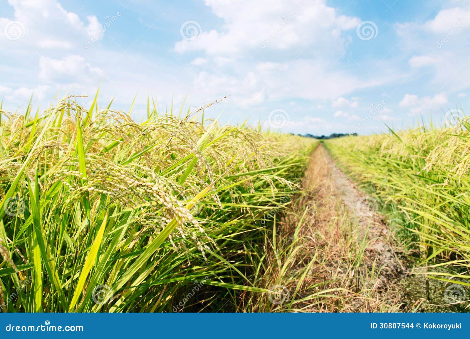 Reispflanze stockfoto. Bild von landschaft, feld, nahrung - 30807544