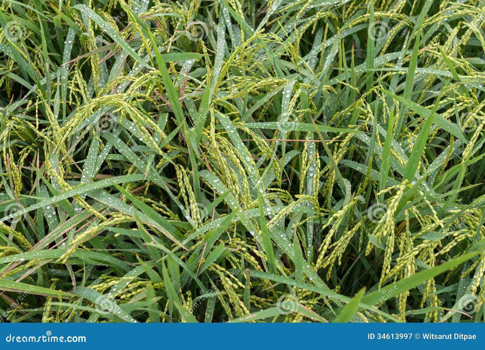 Reispflanze stockbild. Bild von bunt, pflanzen, blau - 34613997