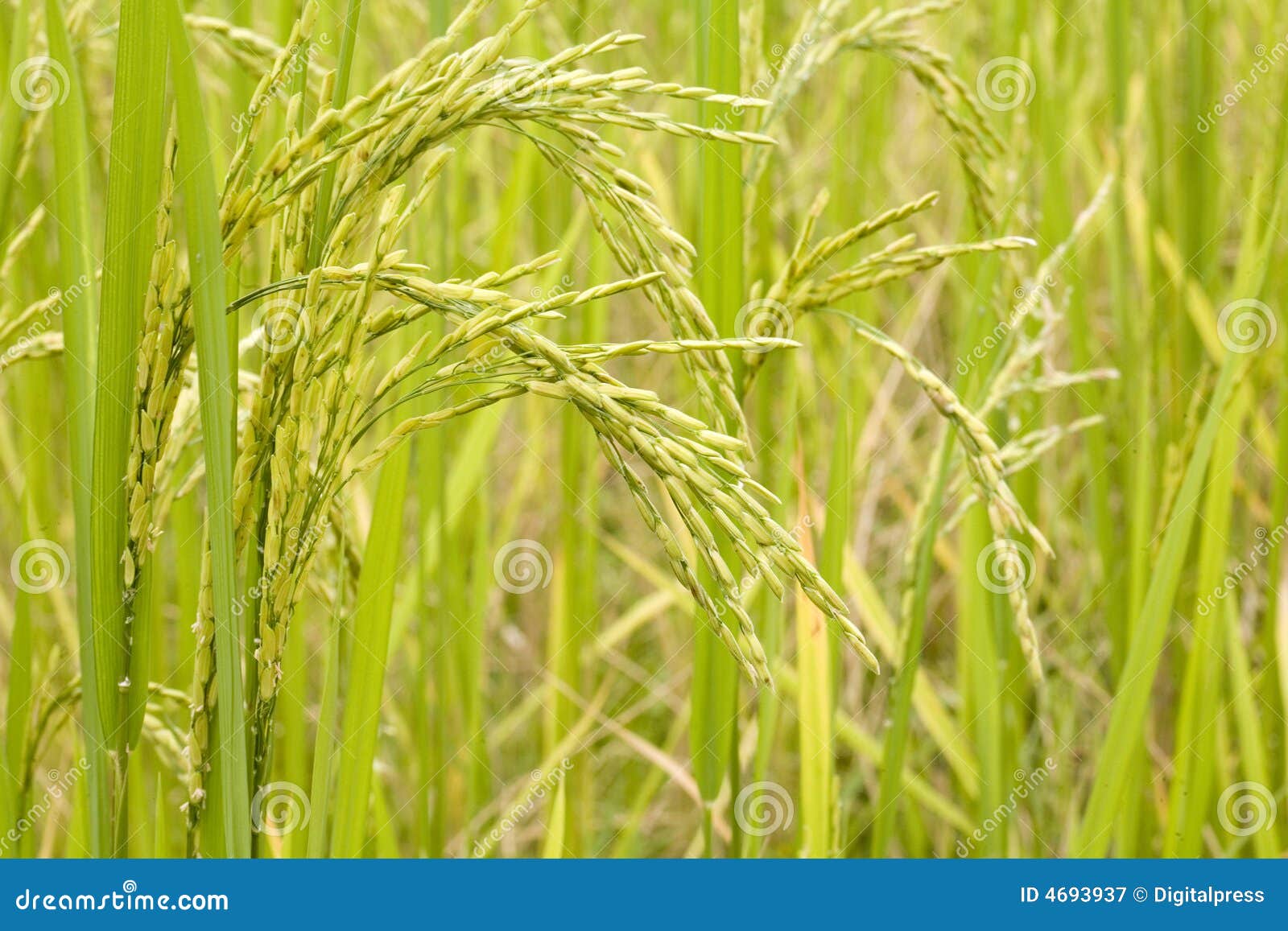 Reispflanze stockbild. Bild von hauptsächlich, grün, getreide - 4693937