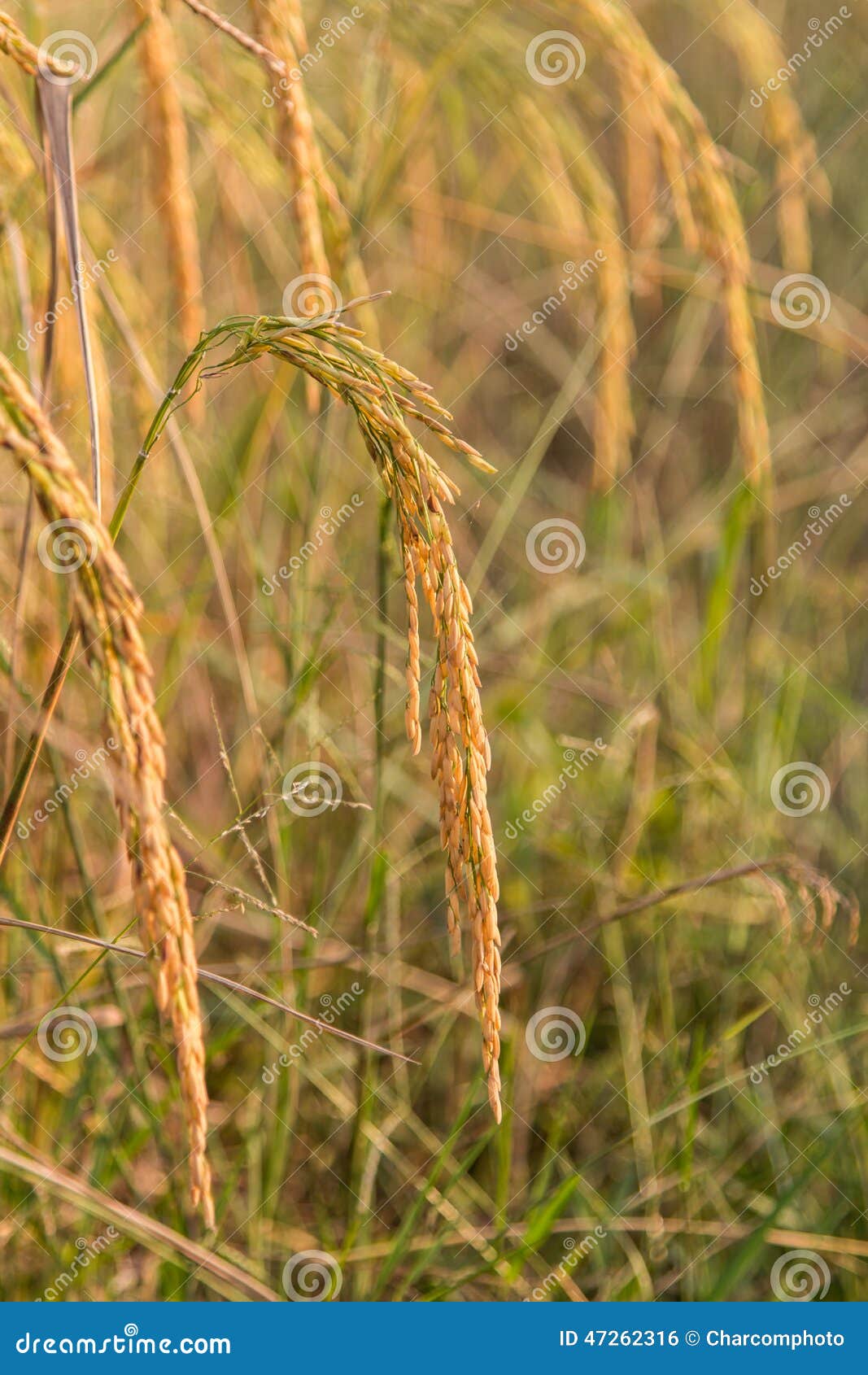 Reispflanze Auf Dem Reisgebiet Stockfoto - Bild von landwirtschaft ...