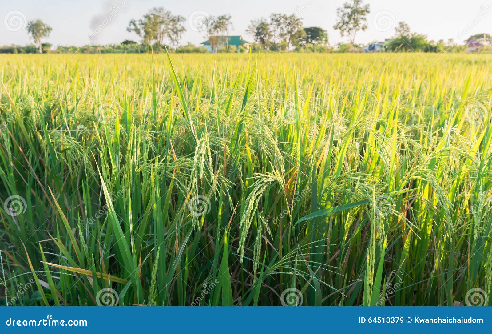 Reispflanze Auf Dem Reisgebiet Stockbild - Bild von idyllisch ...