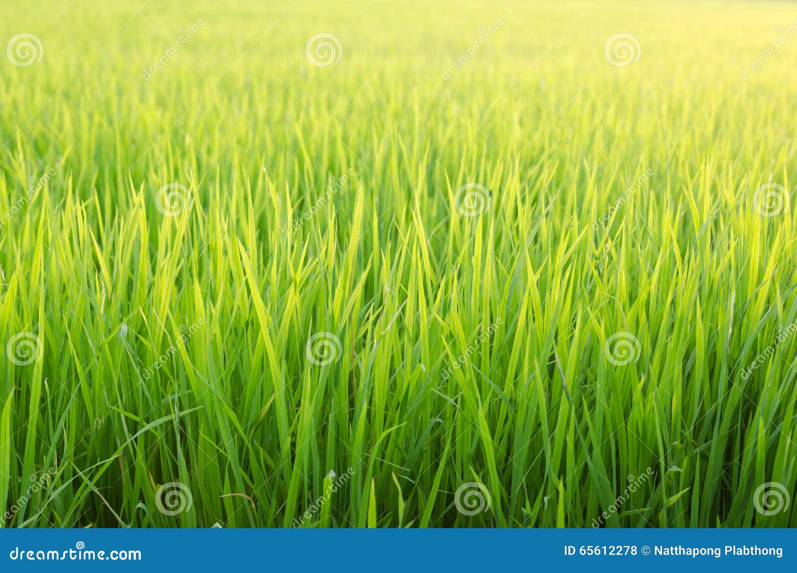 Reispflanze Auf Dem Reisgebiet Stockfoto - Bild von wiese, dämmerung ...