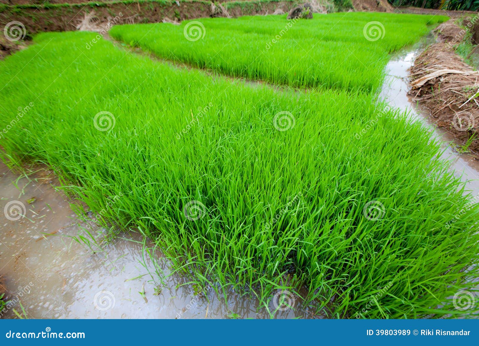 Reispflanze mit Weitwinkel stockbild. Bild von bauernhof - 39803989